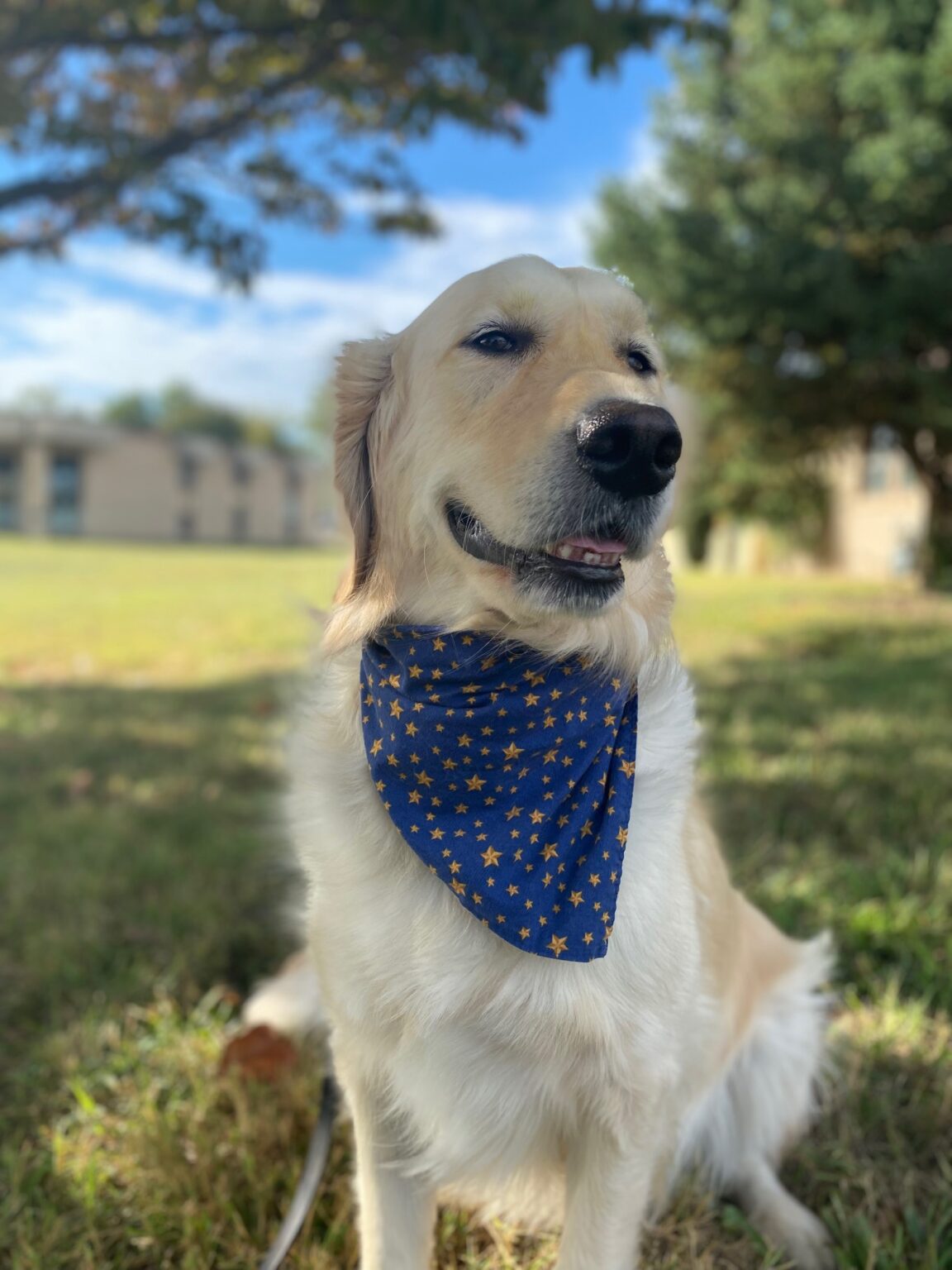 Daniel Comfort Dog – Martin Luther School – Joplin, Missouri